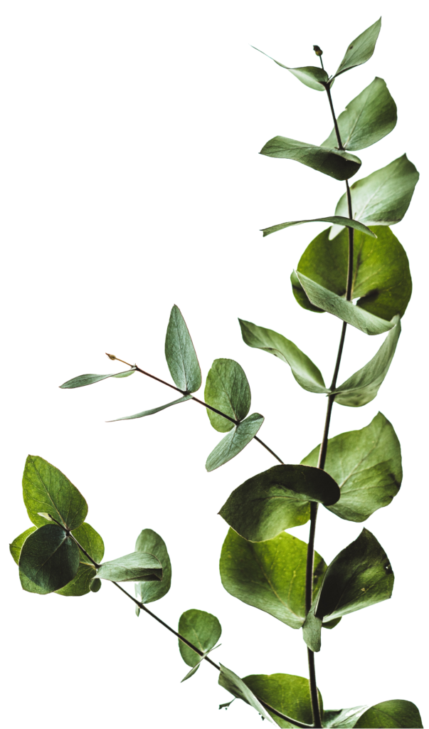 Productos – Valimex